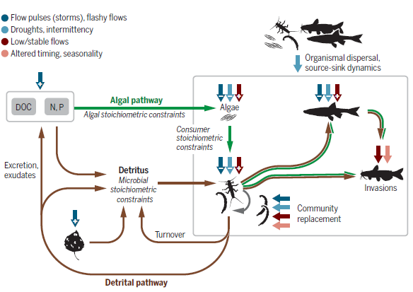 Linkages between flow regime, biota, and ecosystem processes ...
